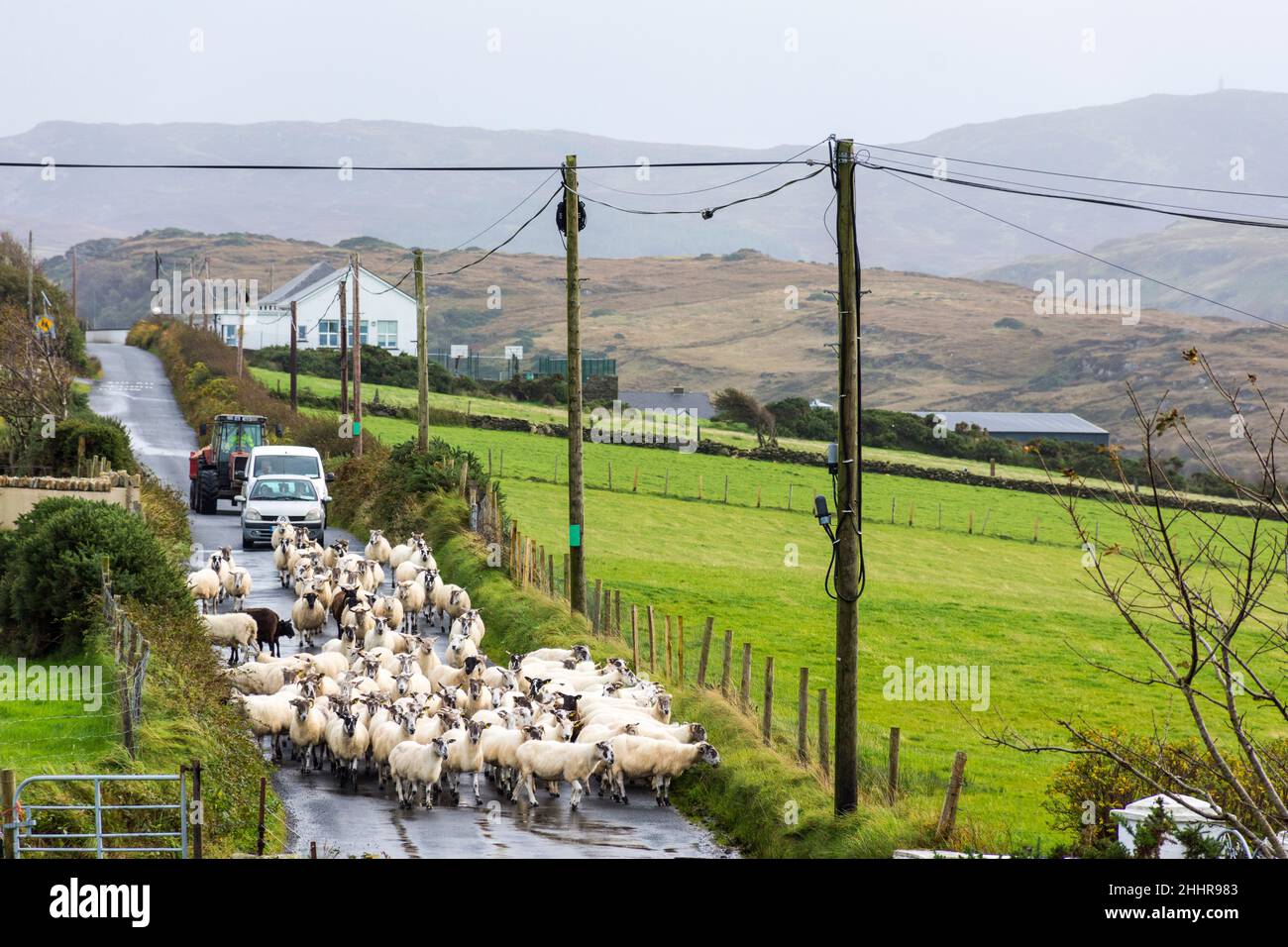 Sheep blocking the road in rural Ireland. County Donegal Stock Photo ...