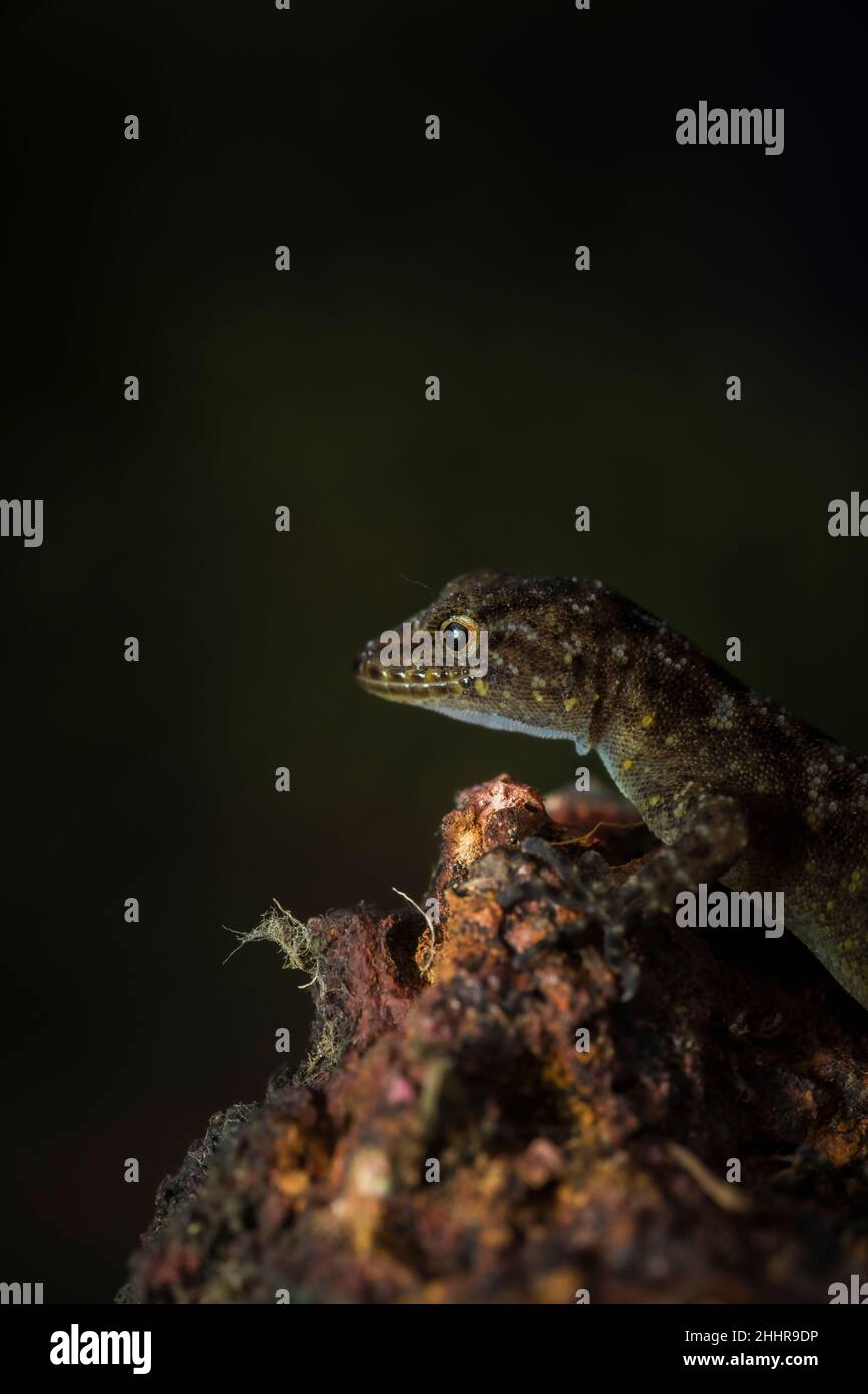 Western dwarf gecko hi-res stock photography and images - Alamy