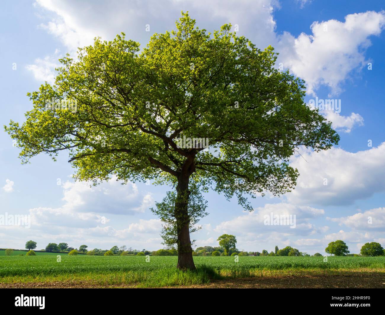 One of a series of a single Oak tree in the seasons.Lone tree in a ...