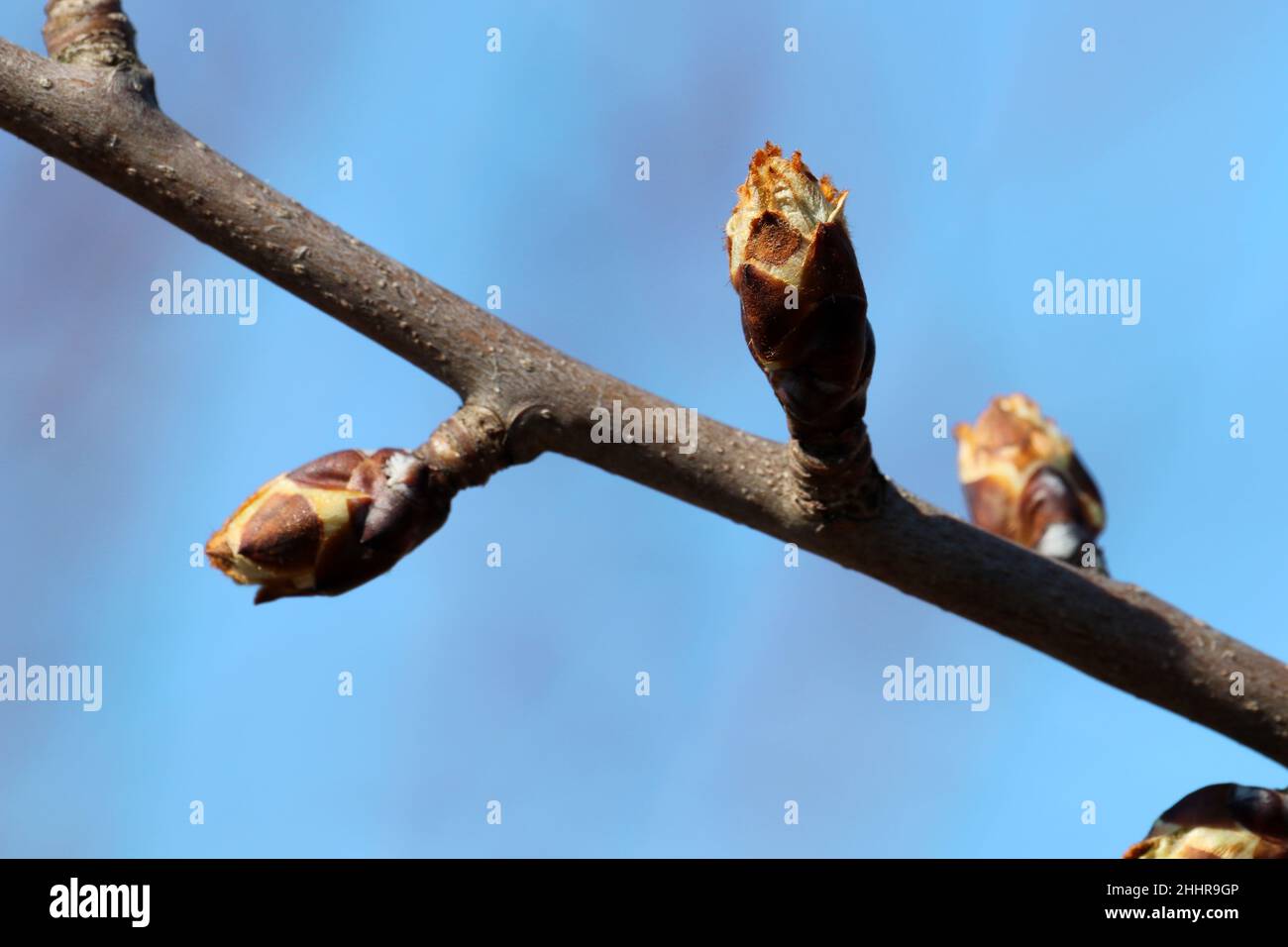 Pear tree buds hi-res stock photography and images - Alamy