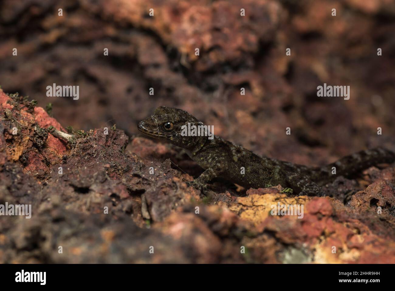 Day Gecko or Dwarf Gecko- Cnemaspis sp., Satara, Maharashtra, India ...