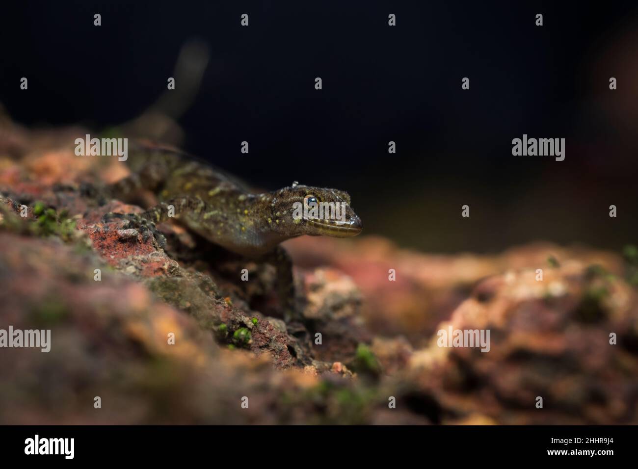 Day Gecko or Dwarf Gecko- Cnemaspis sp., Satara, Maharashtra, India ...
