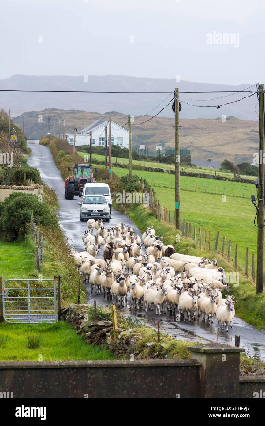 Lamb in county donegal ireland hi-res stock photography and images - Alamy