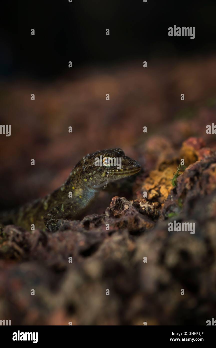 Western dwarf gecko hi-res stock photography and images - Alamy
