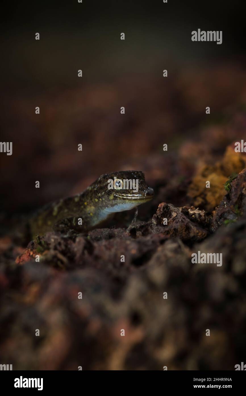 Day Gecko or Dwarf Gecko- Cnemaspis sp., Satara, Maharashtra, India ...