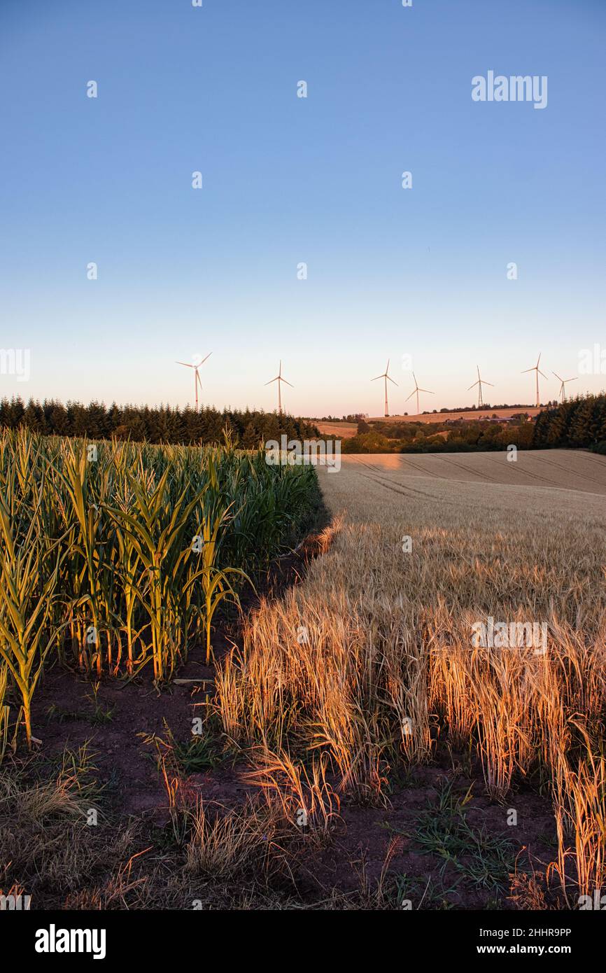 Corn and grain in one field Stock Photo - Alamy