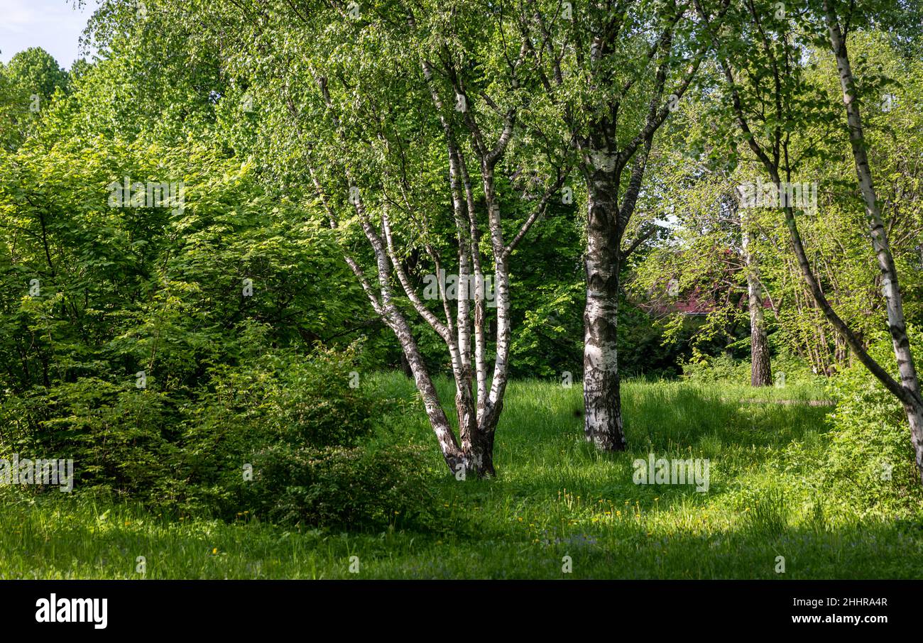 Summer landscape. Beautiful birch trees at the edge of the forest. A ...