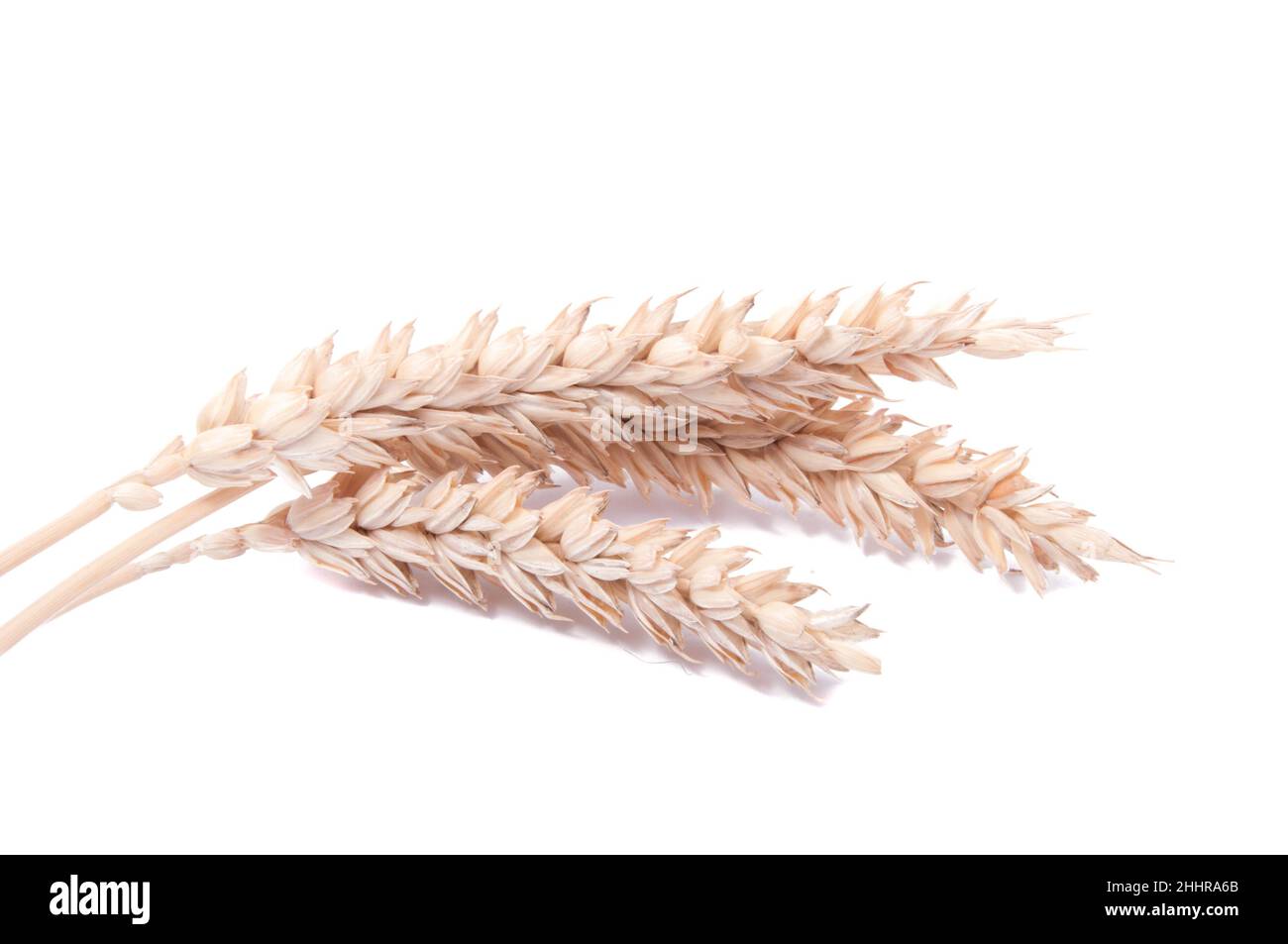 Wheat spikelets on background Cut Out Stock Images & Pictures - Alamy