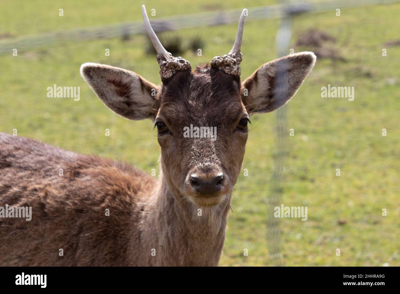Damwild hi-res stock photography and images - Alamy