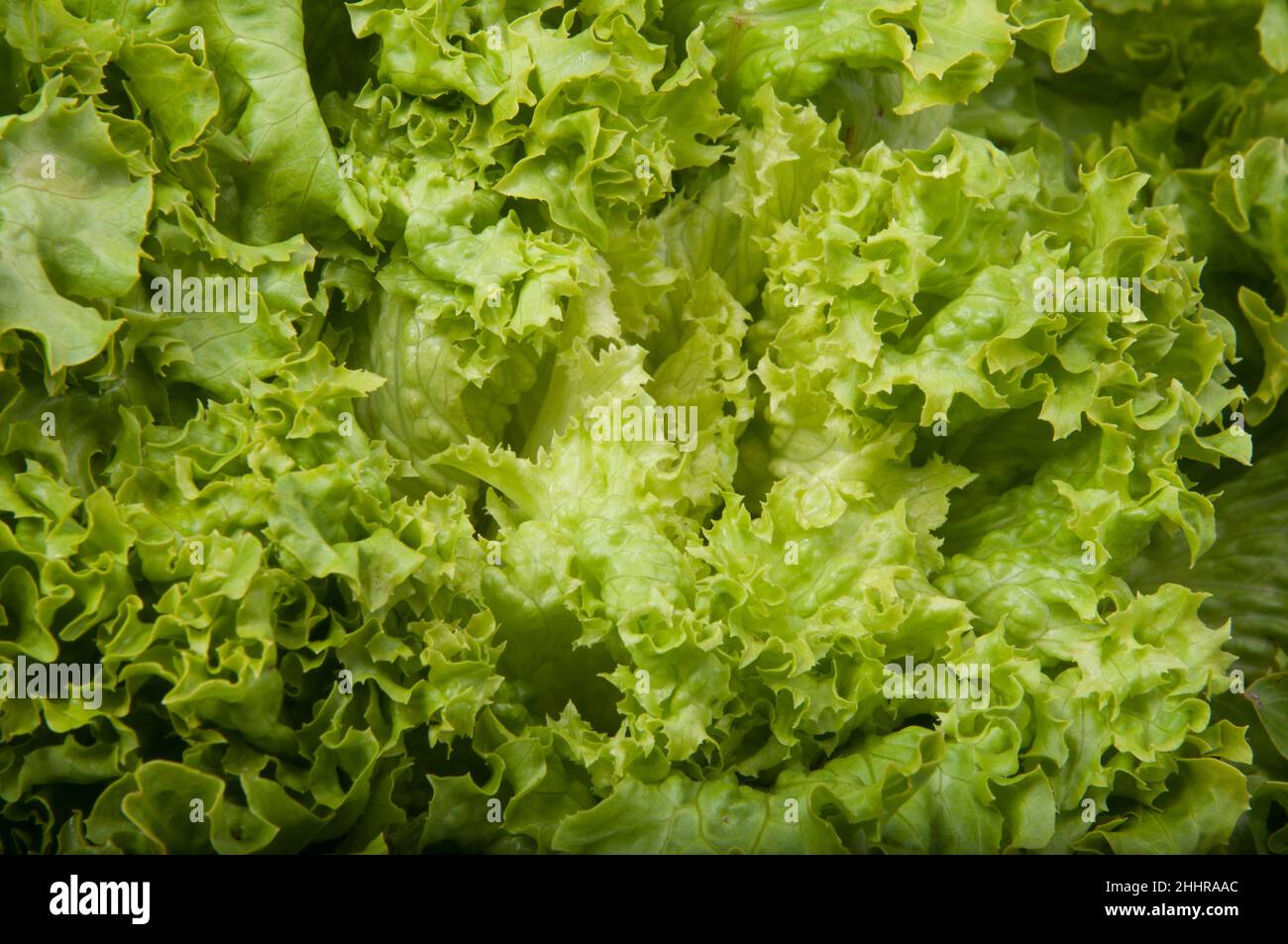 Fresh lettuce salad leaves organic food background Stock Photo - Alamy