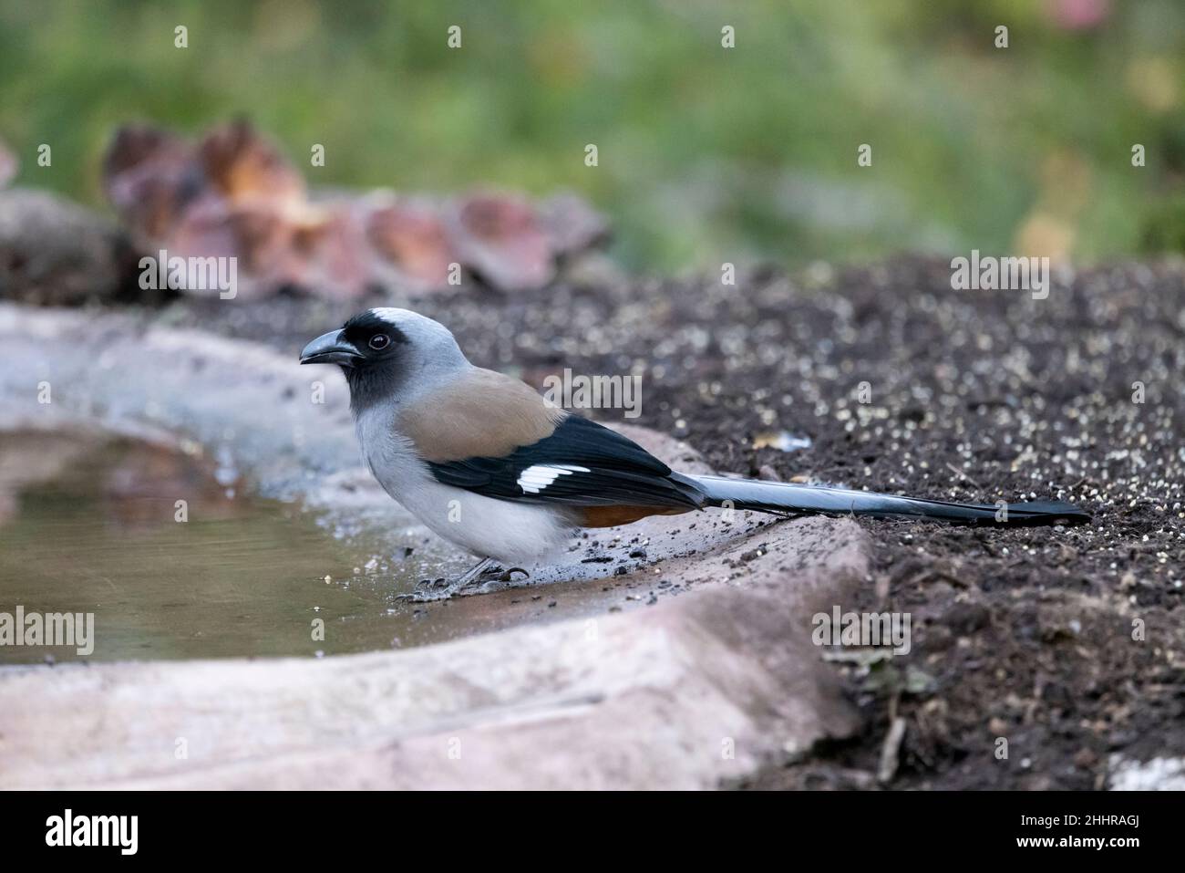Grey Treepie, Dendrocitta formosae, Uttarakhand, India Stock Photo - Alamy