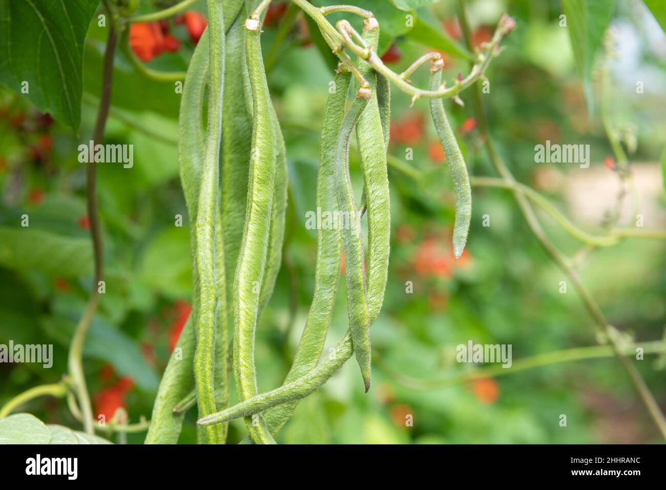 Close up of runner bean (phaseolus coccineus) pods on a runner bean ...