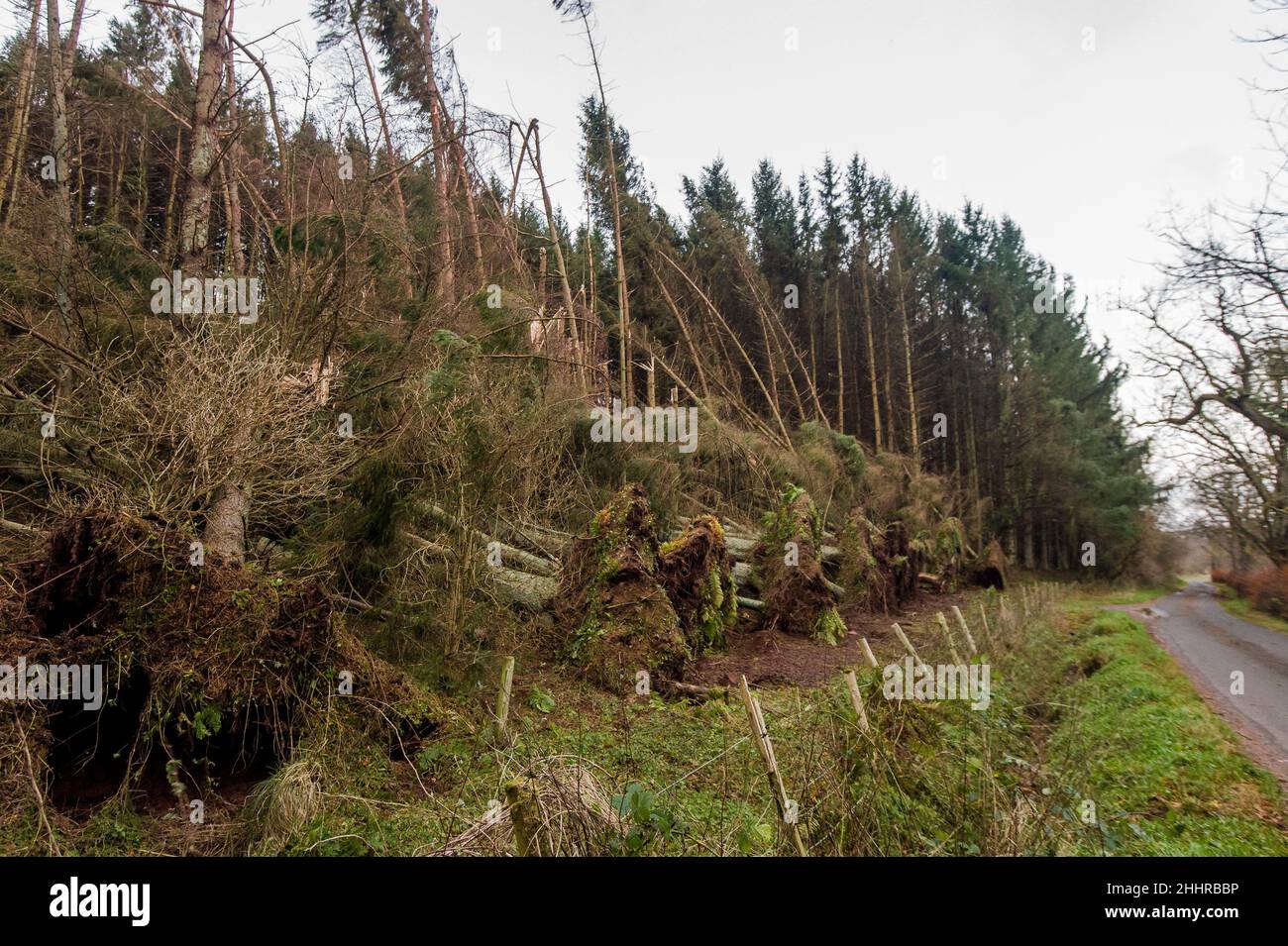 Fallen trees near Gifford, as the East coast of Scotland is under a Red ...