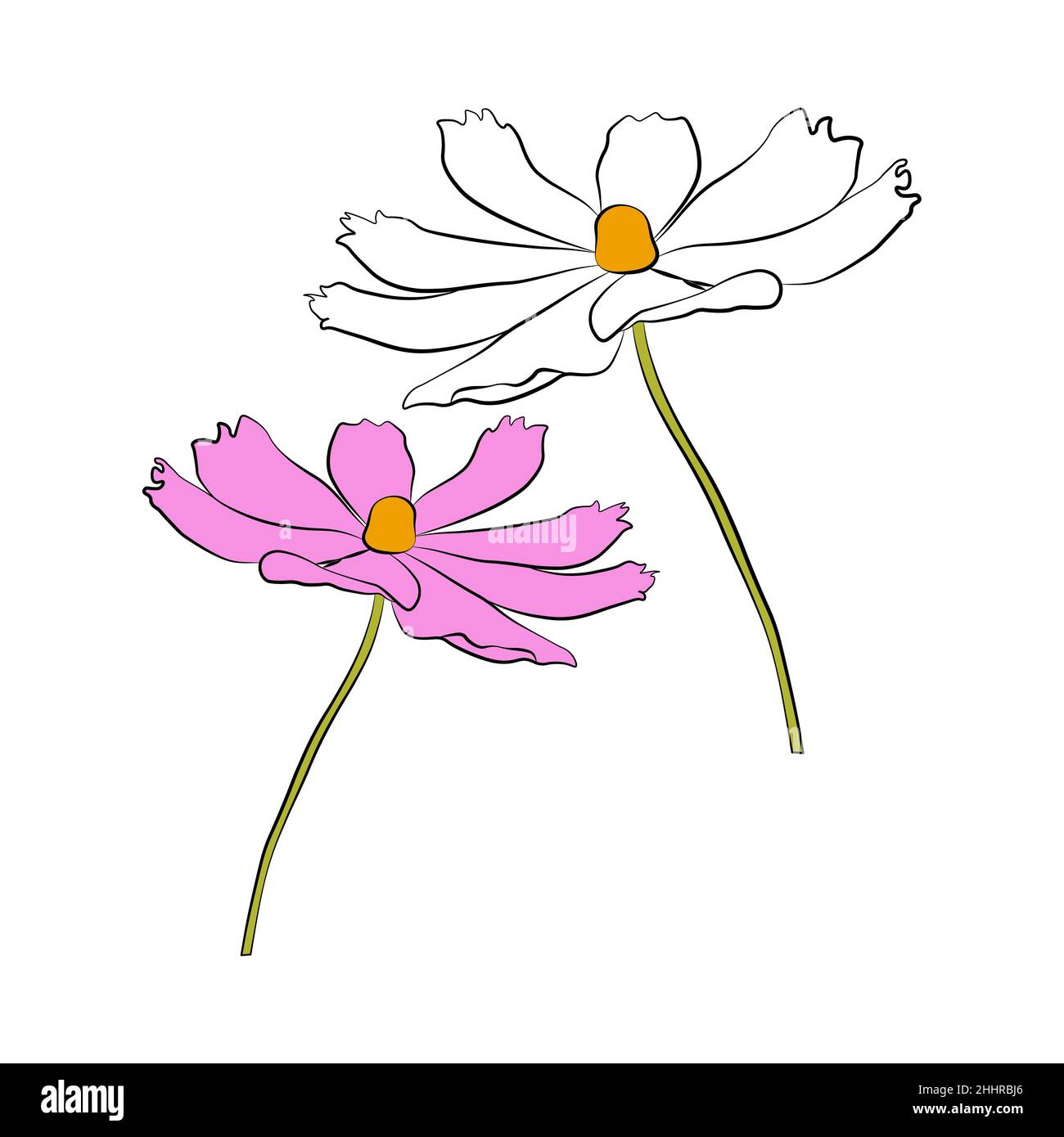 Set of cosmos flower branch vector illustration isolated on white ...