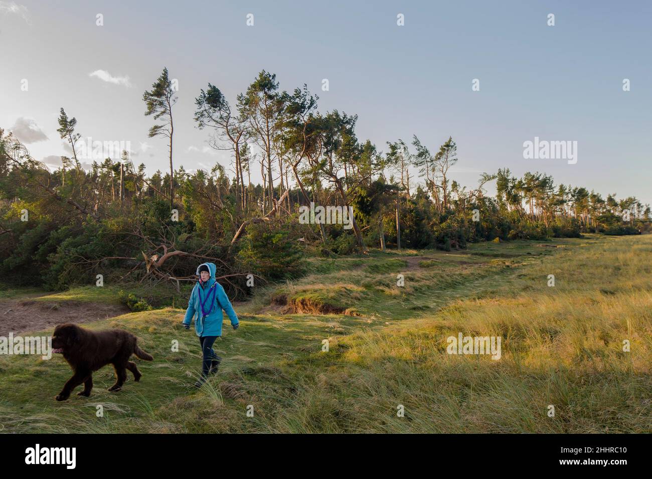 John Muir Country Park is devastated by the high winds, as the East ...