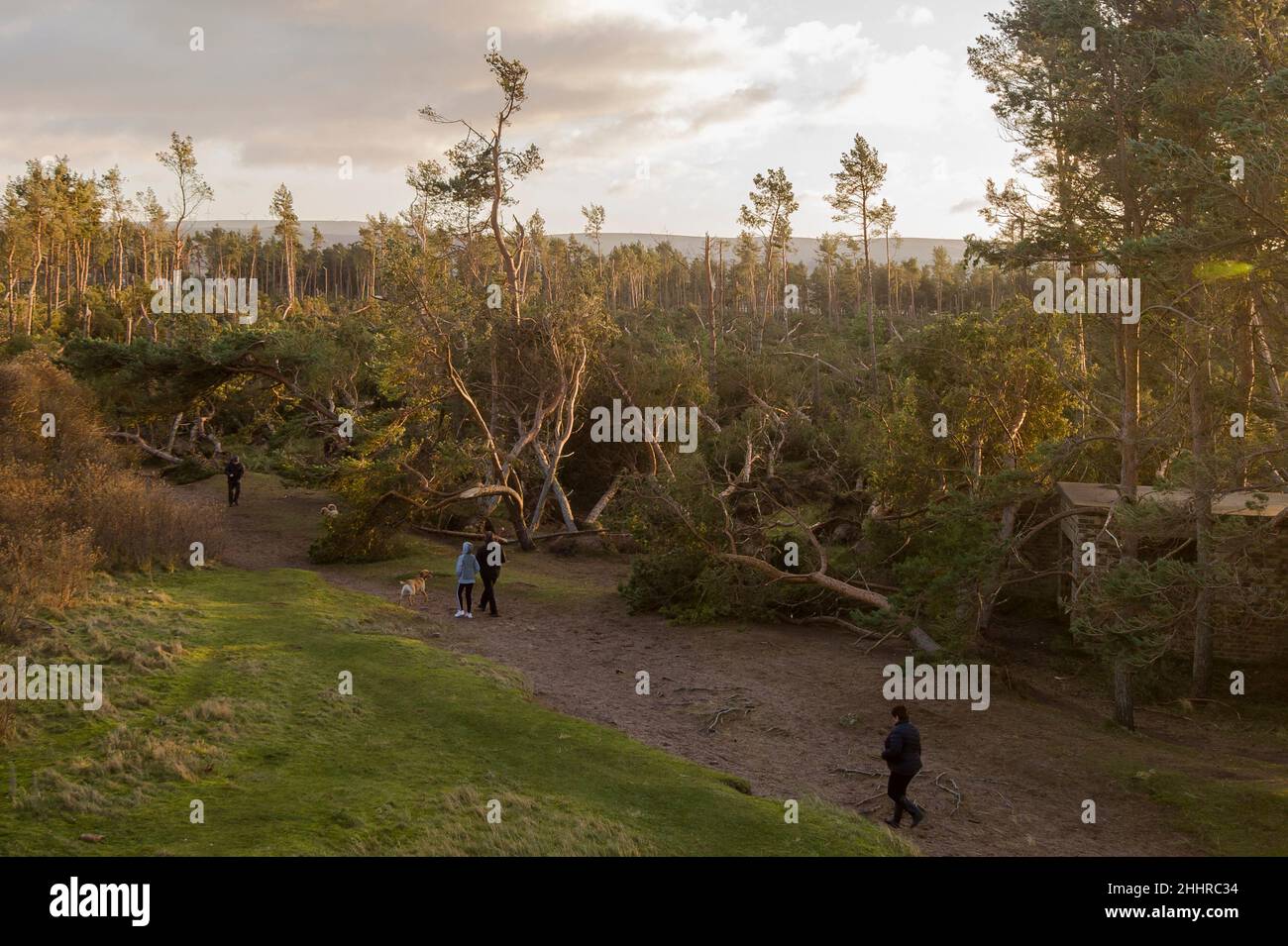 John Muir Country Park is devastated by the high winds, as the East ...