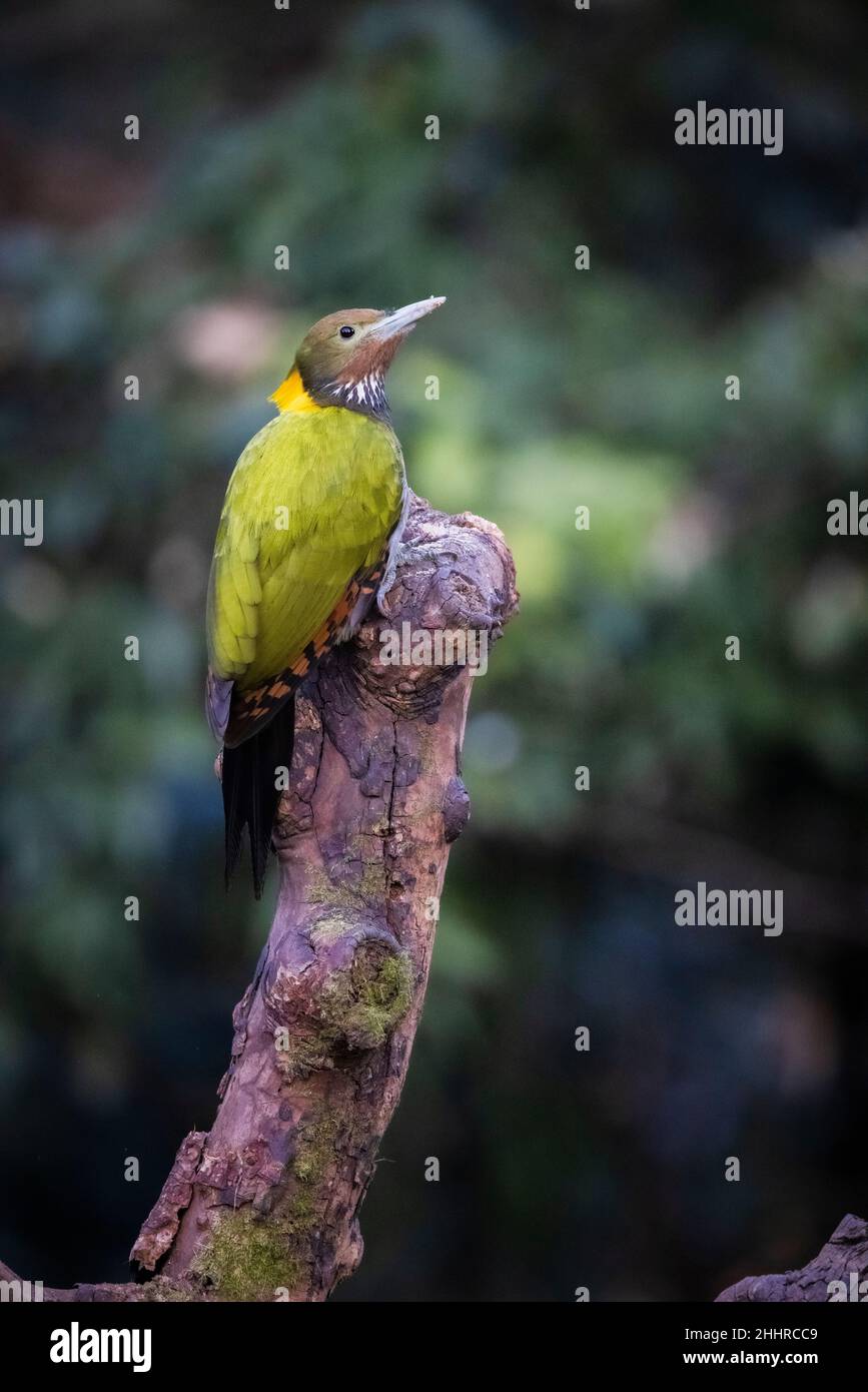 Greater Yellow-naped Woodpecker, Picus flavinucha, Uttarakhand, India ...