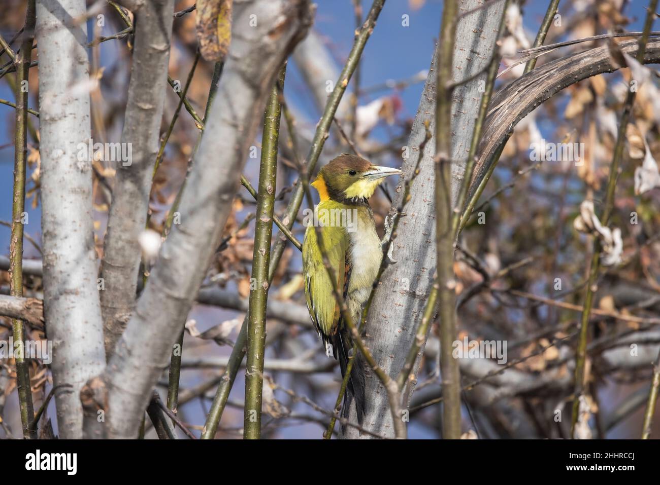Greater Yellow-naped Woodpecker, Picus flavinucha, Uttarakhand, India ...