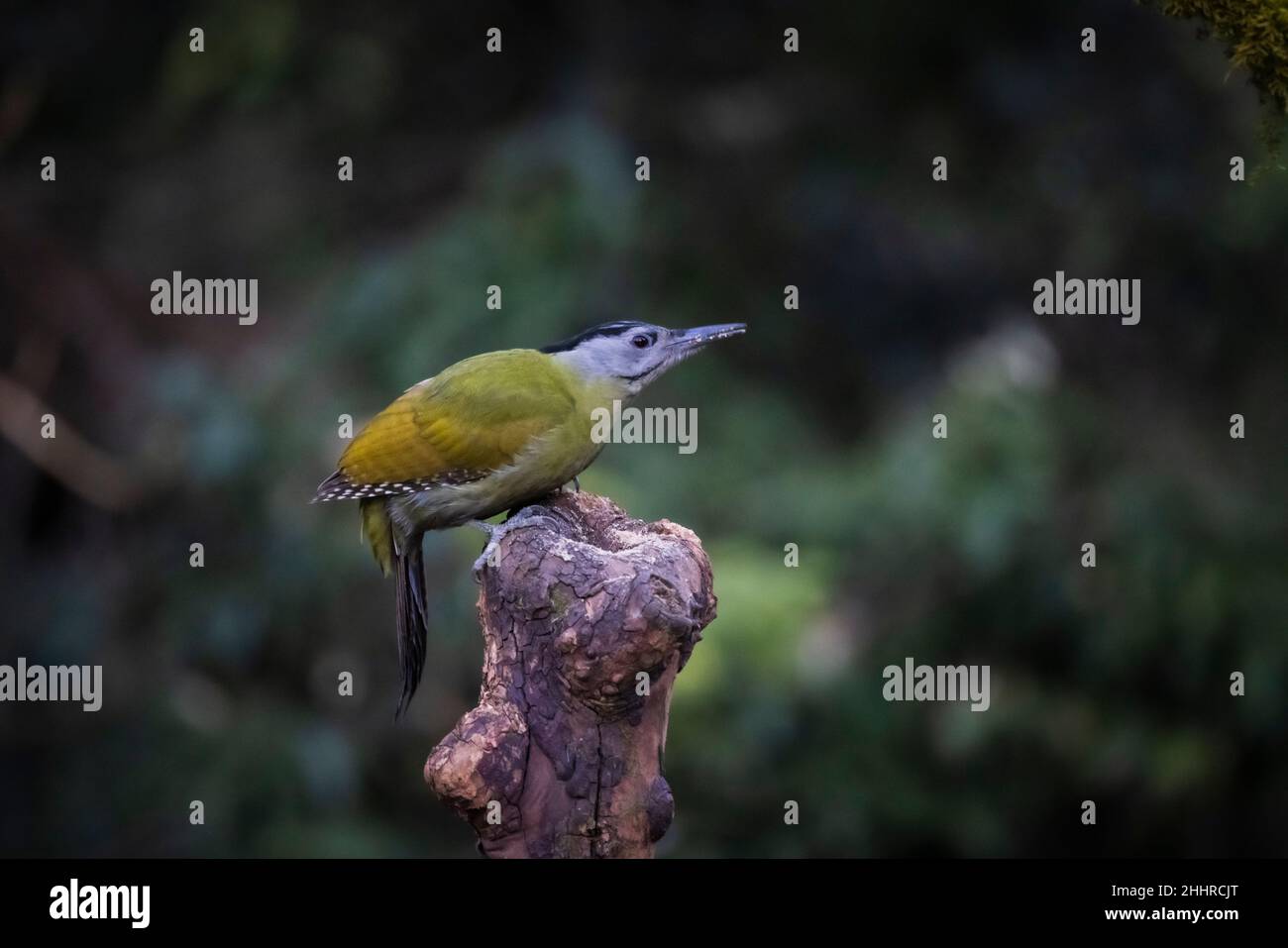 Grey-headed Woodpecker, Picus canus, Uttarakhand, India Stock Photo - Alamy