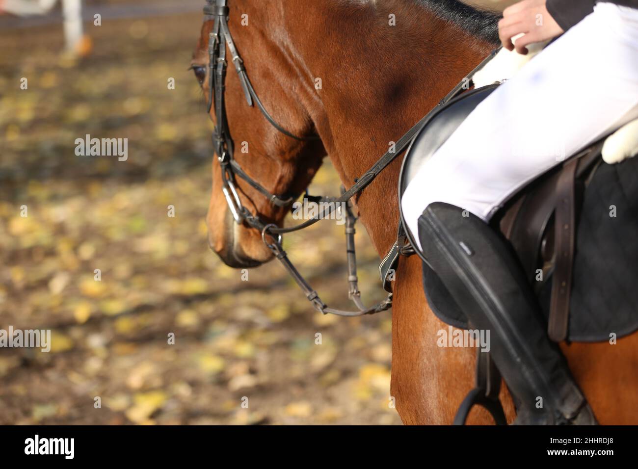 Close up of unidentified competitor rider on show jumper horse ...