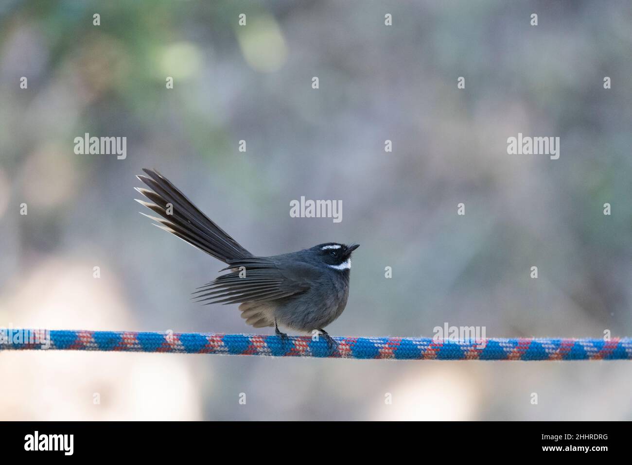 White throated fantail flycatcher hi-res stock photography and images ...