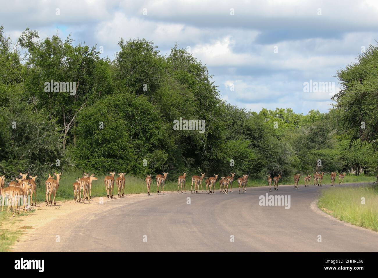 Sanparks kruger hi-res stock photography and images - Alamy