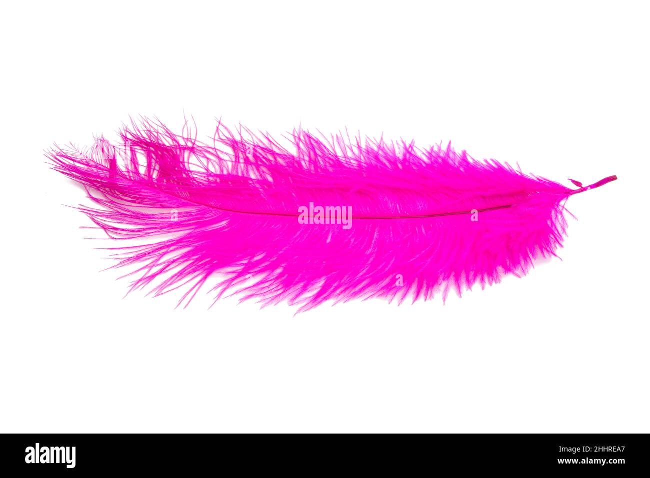 fluffy feather in pink color isolated on the white Stock Photo - Alamy