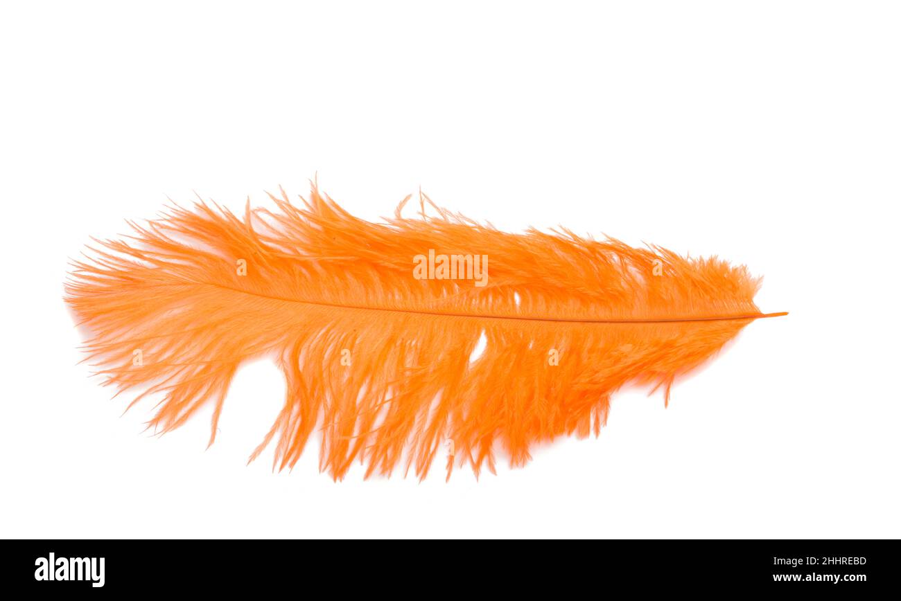 fluffy feather in orange color isolated on the white Stock Photo - Alamy