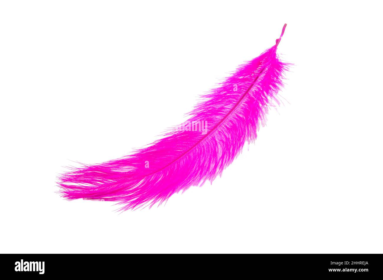 fluffy feather in purple color isolated on the white Stock Photo - Alamy