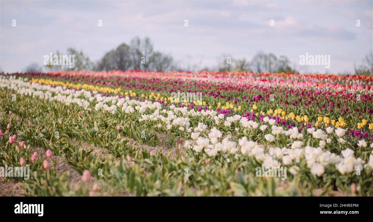 Wide View of Blooming Colorful Tulips on Agriculture Field in ...