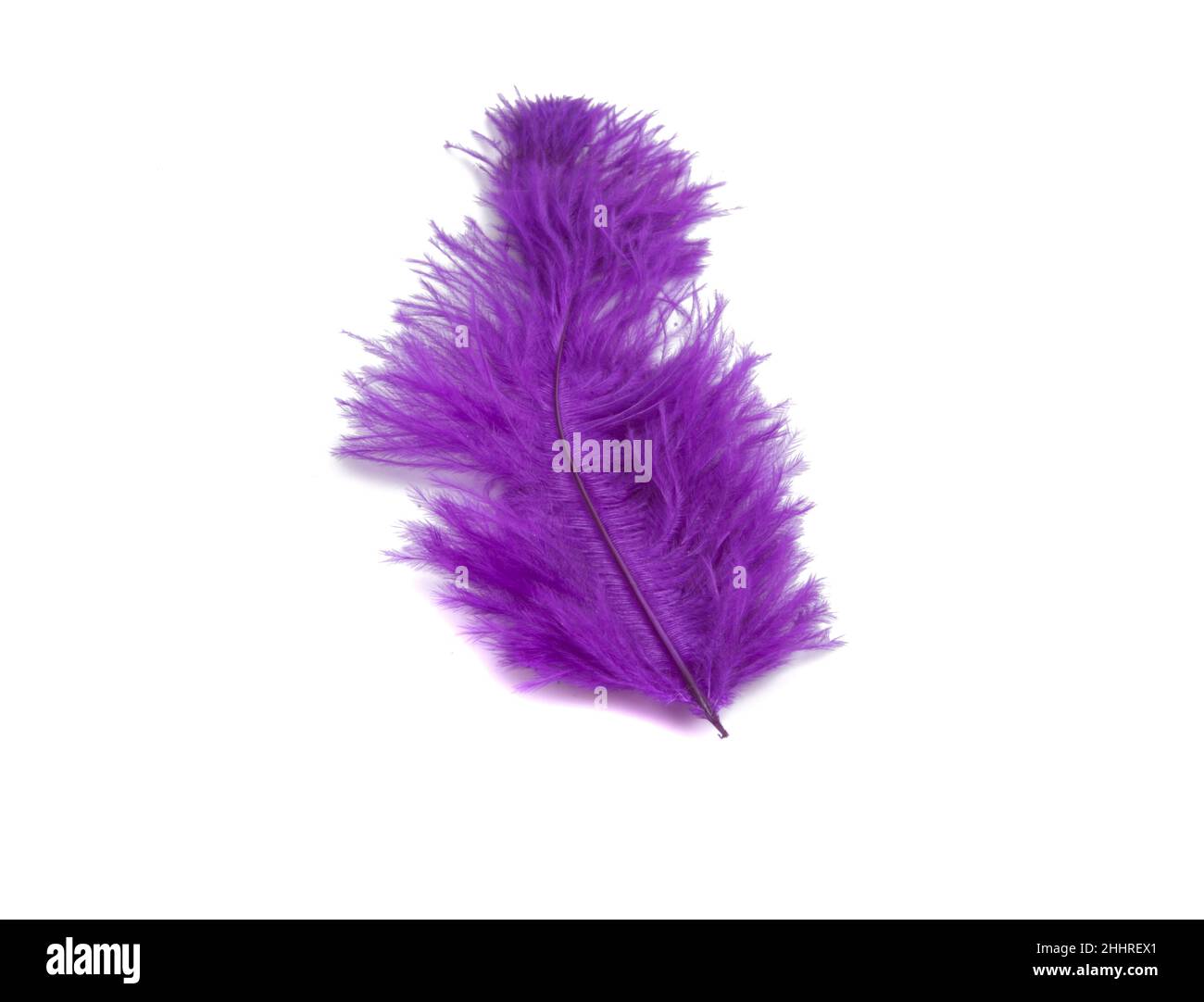 fluffy feather in purple color isolated on the white Stock Photo - Alamy