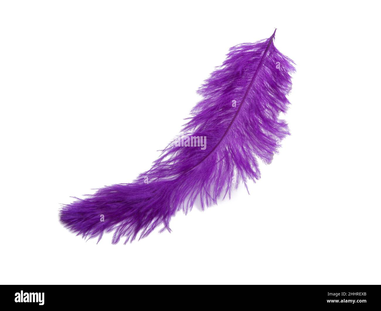 fluffy feather in purple color isolated on the white Stock Photo - Alamy