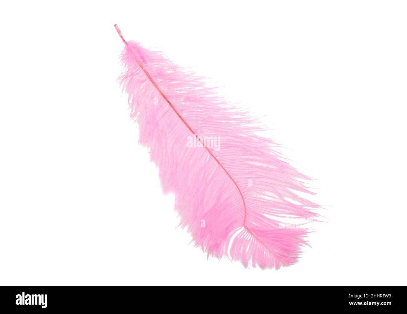 fluffy feather in pink color isolated on the white Stock Photo - Alamy