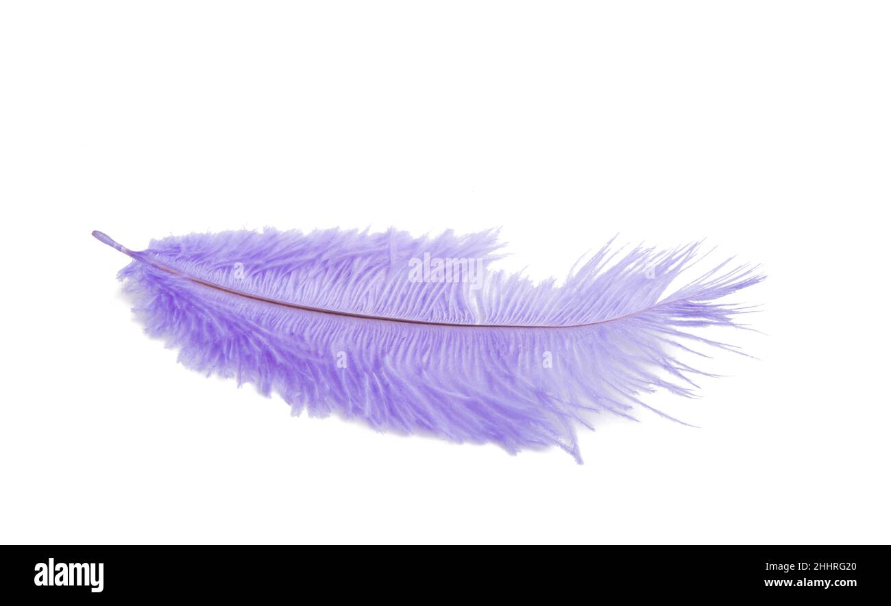 fluffy feather in blue color isolated on the white Stock Photo - Alamy