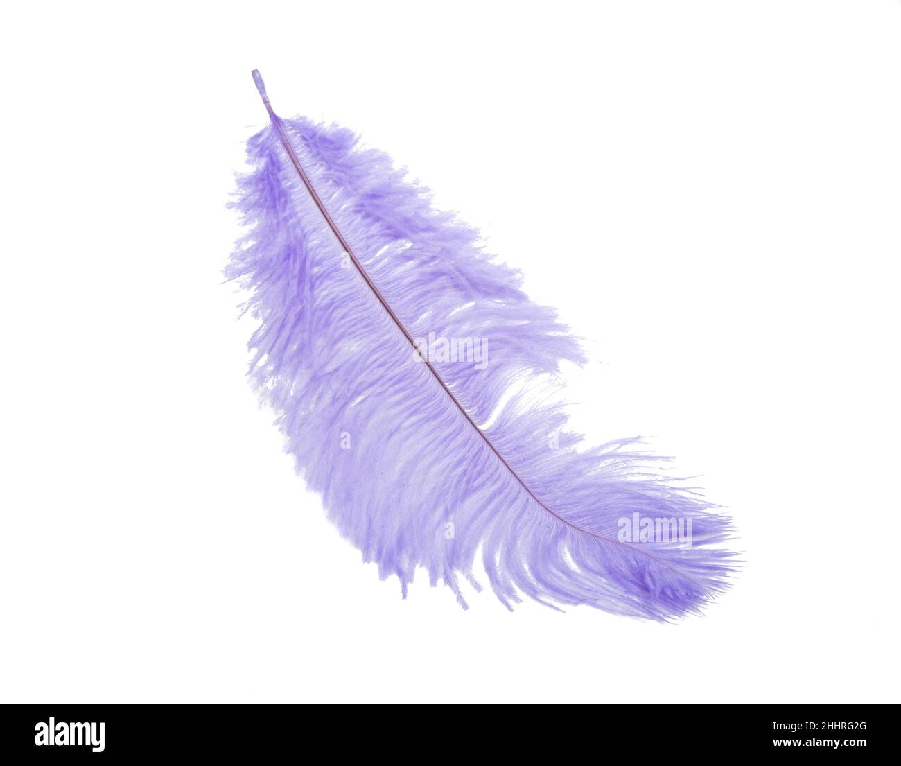 fluffy feather in blue color isolated on the white Stock Photo - Alamy