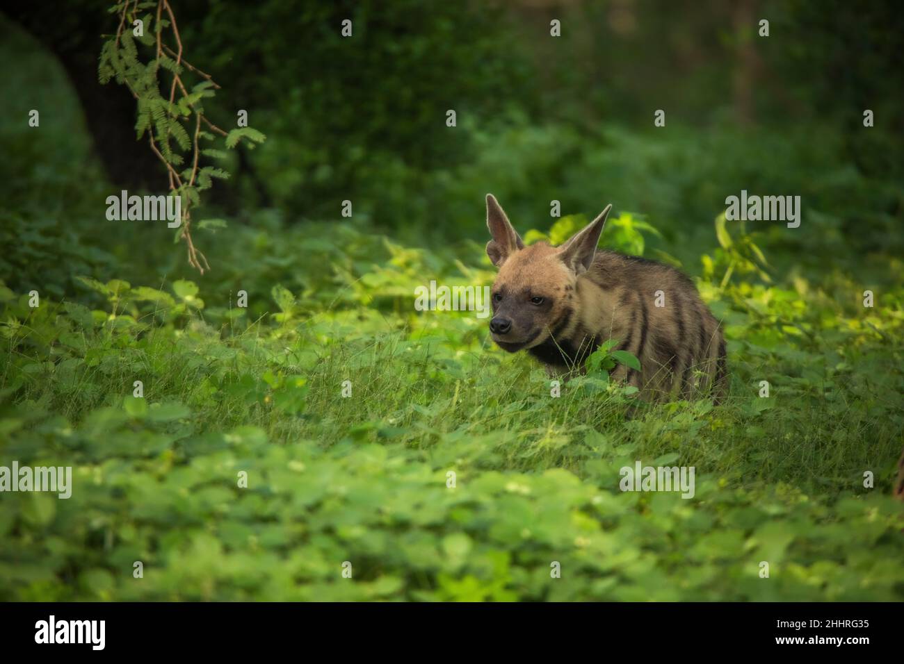 Old hyena hi-res stock photography and images - Alamy