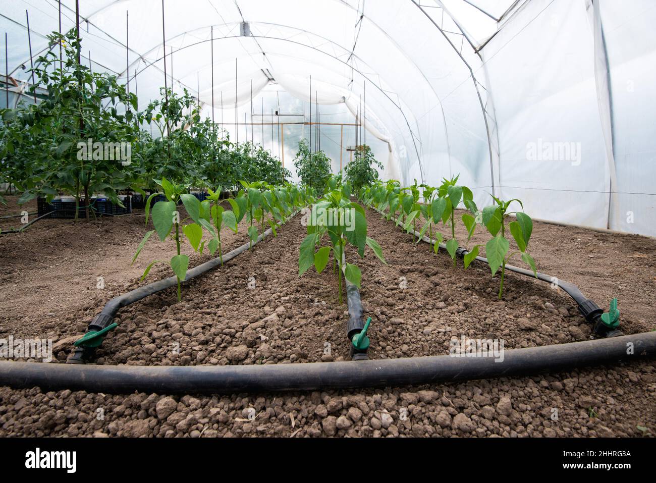 greenhouse with pepper plant and drip irrigation system- selective ...