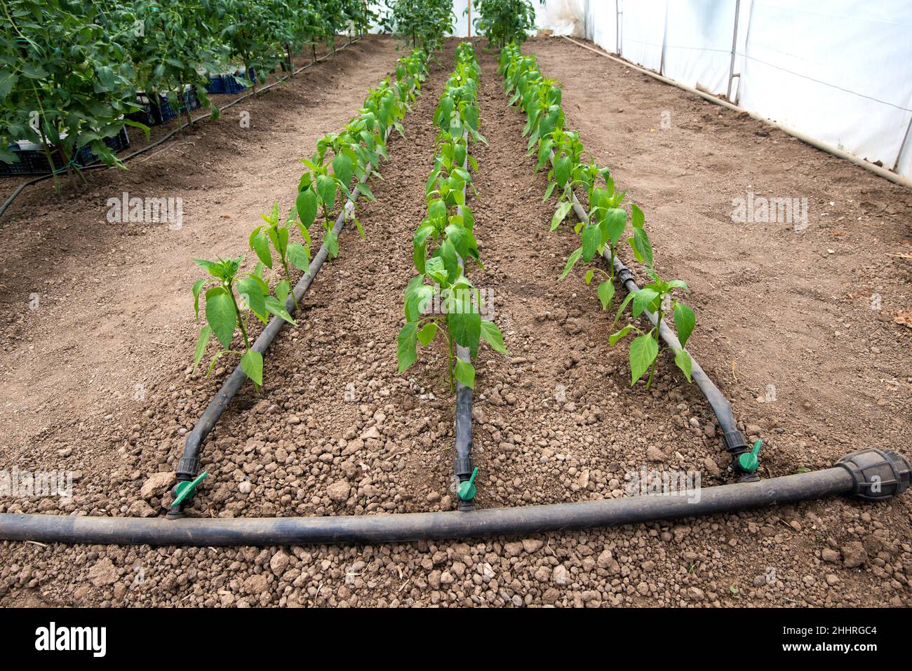 greenhouse with pepper plant and drip irrigation system- selective ...