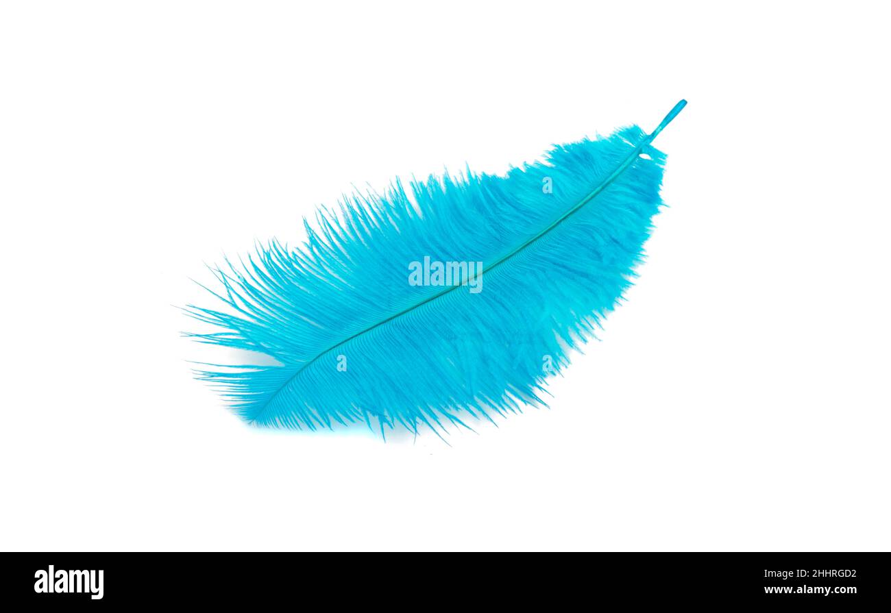 fluffy feather in blue color isolated on the white Stock Photo - Alamy