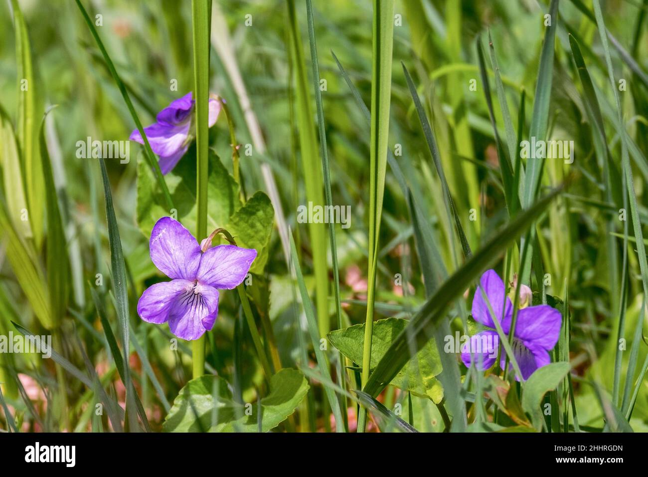 The violet family violaceae hi-res stock photography and images - Alamy