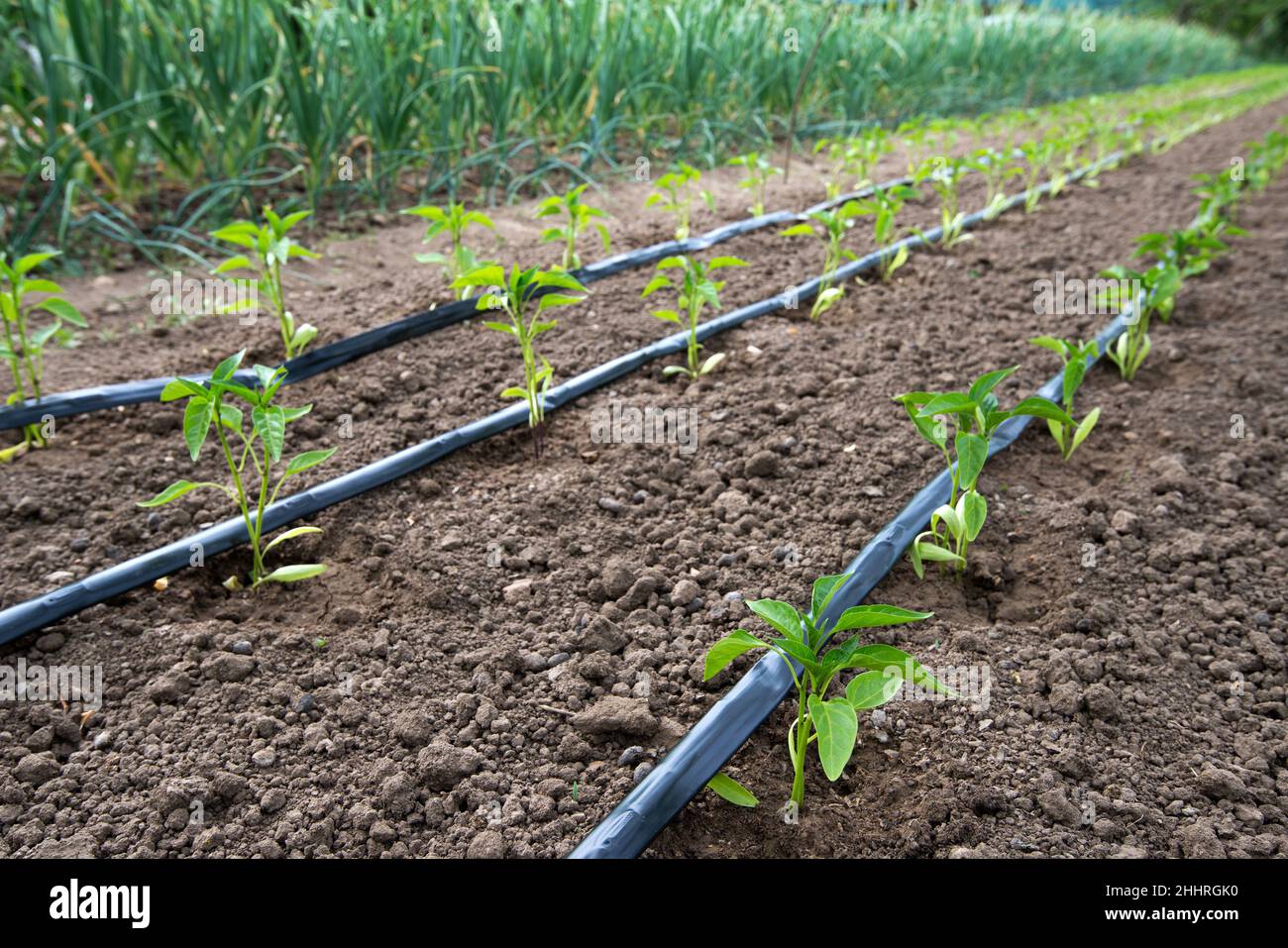 greenhouse with pepper plant and drip irrigation system- selective ...