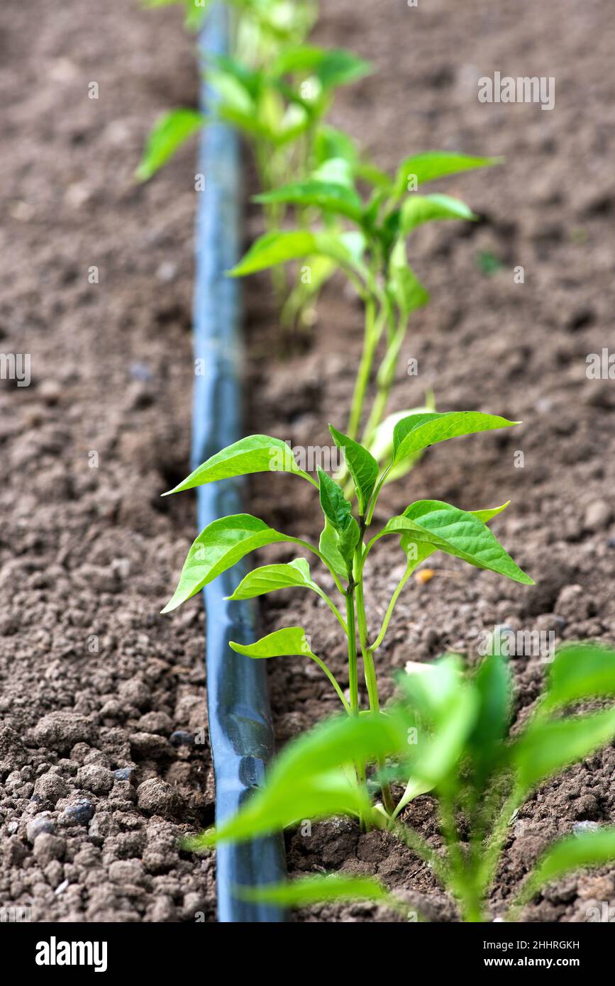 greenhouse with pepper plant and drip irrigation system- selective ...