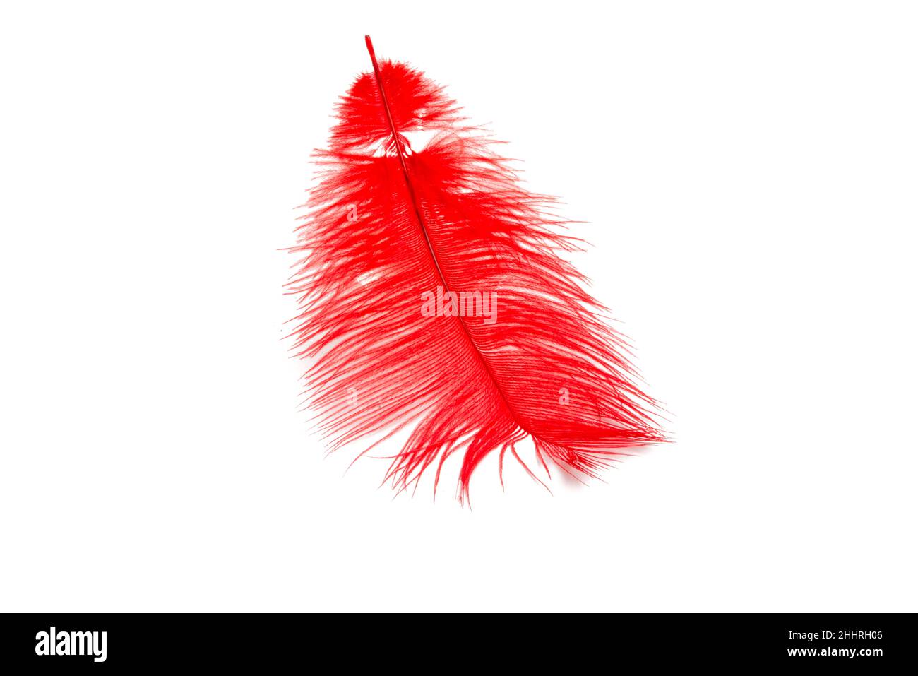fluffy feather in red color isolated on the white Stock Photo - Alamy