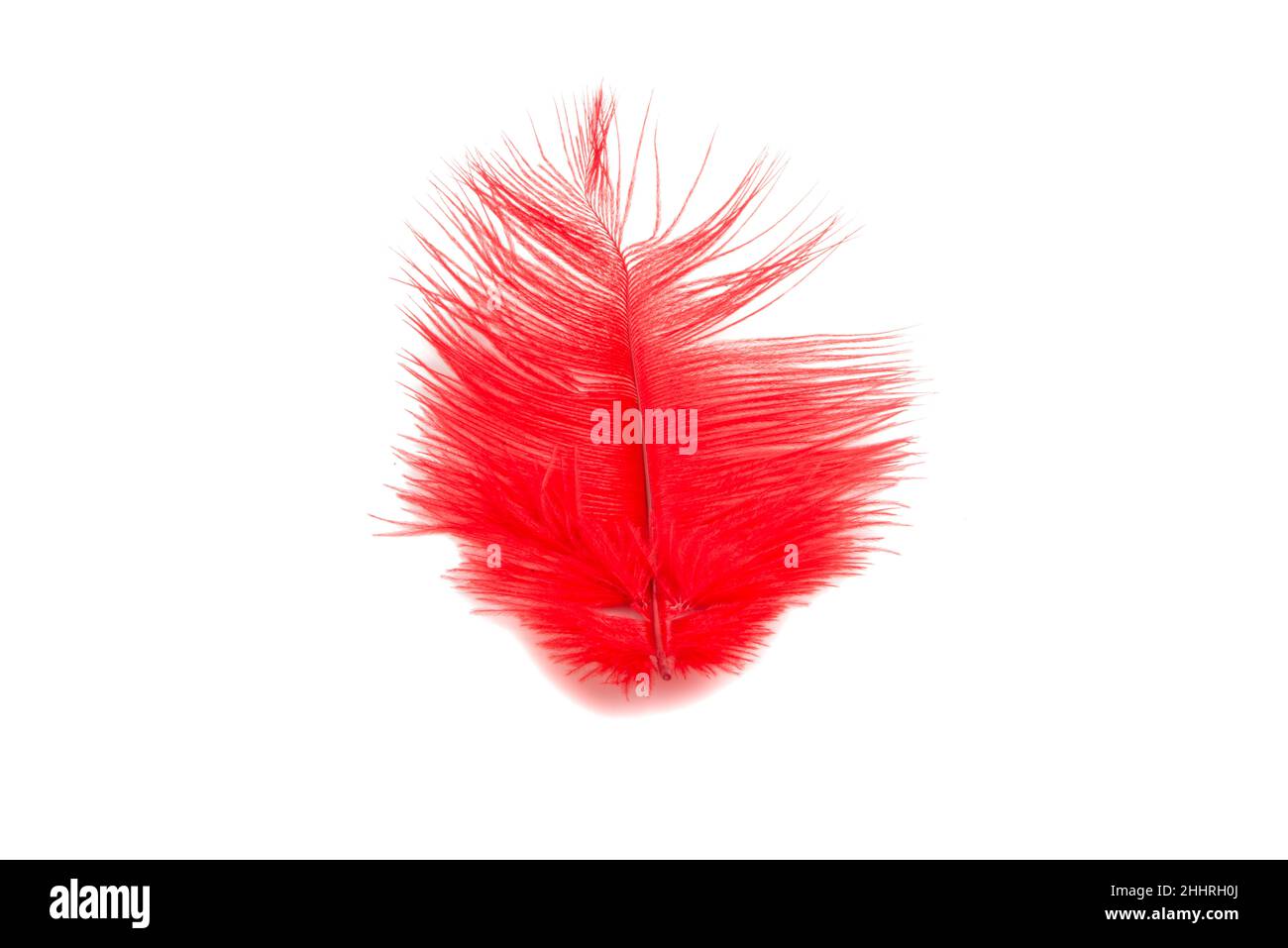 fluffy feather in red color isolated on the white Stock Photo - Alamy