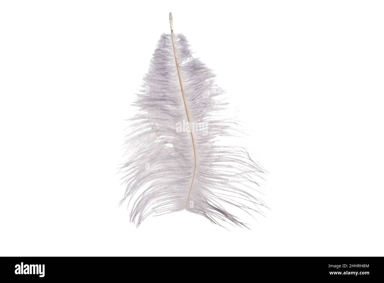 fluffy feather in gray color isolated on the white Stock Photo - Alamy