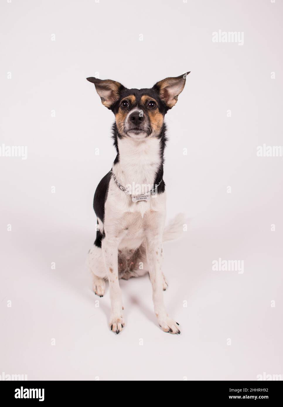 white-black dog sits on a white background Stock Photo - Alamy