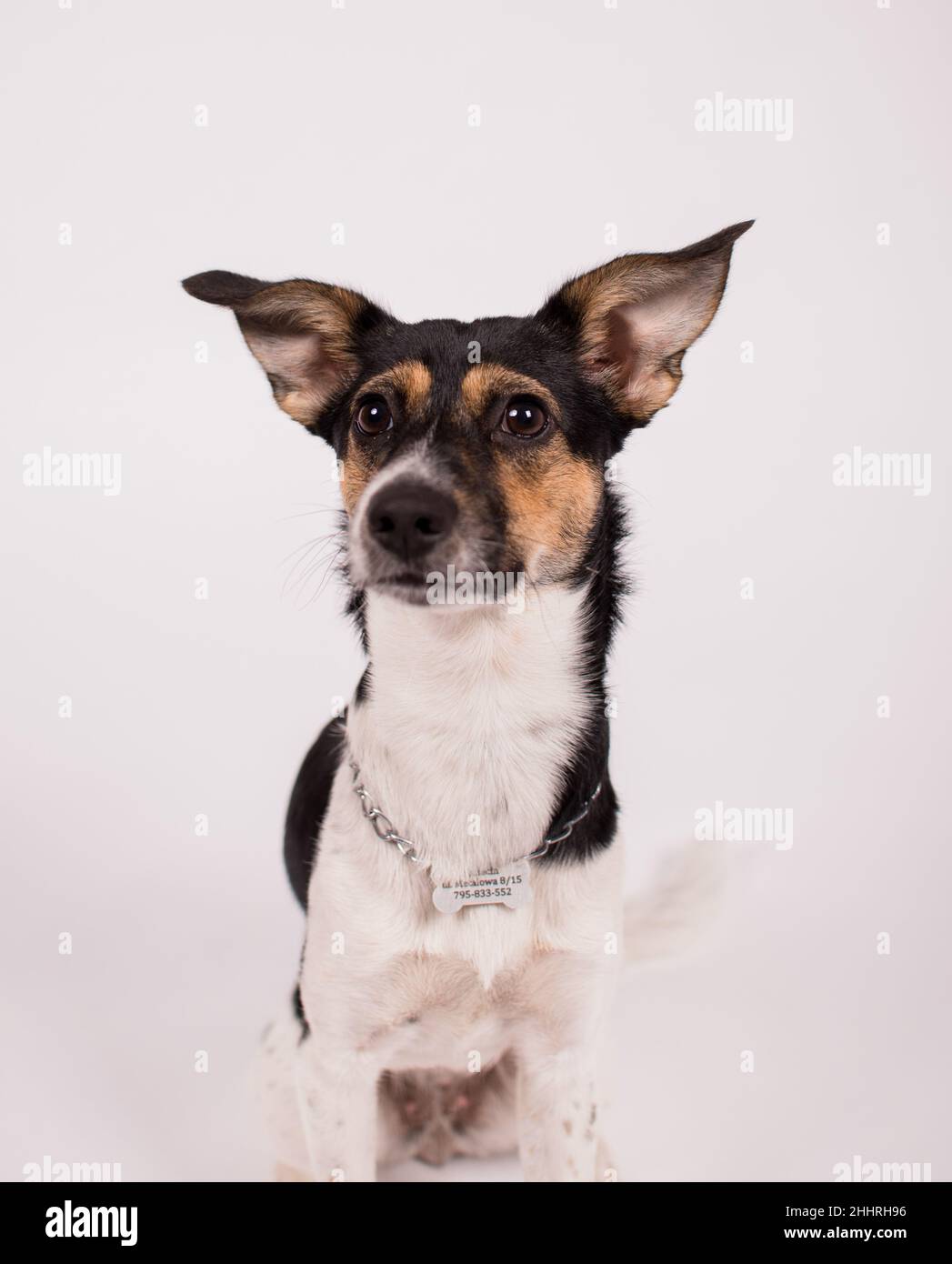white-black dog sits on a white background Stock Photo - Alamy