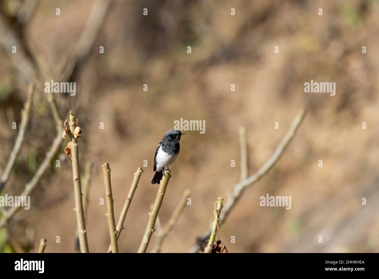 Blue Capped Redstart, Phoenicurus coeruleocephala, Uttarakhand, India ...