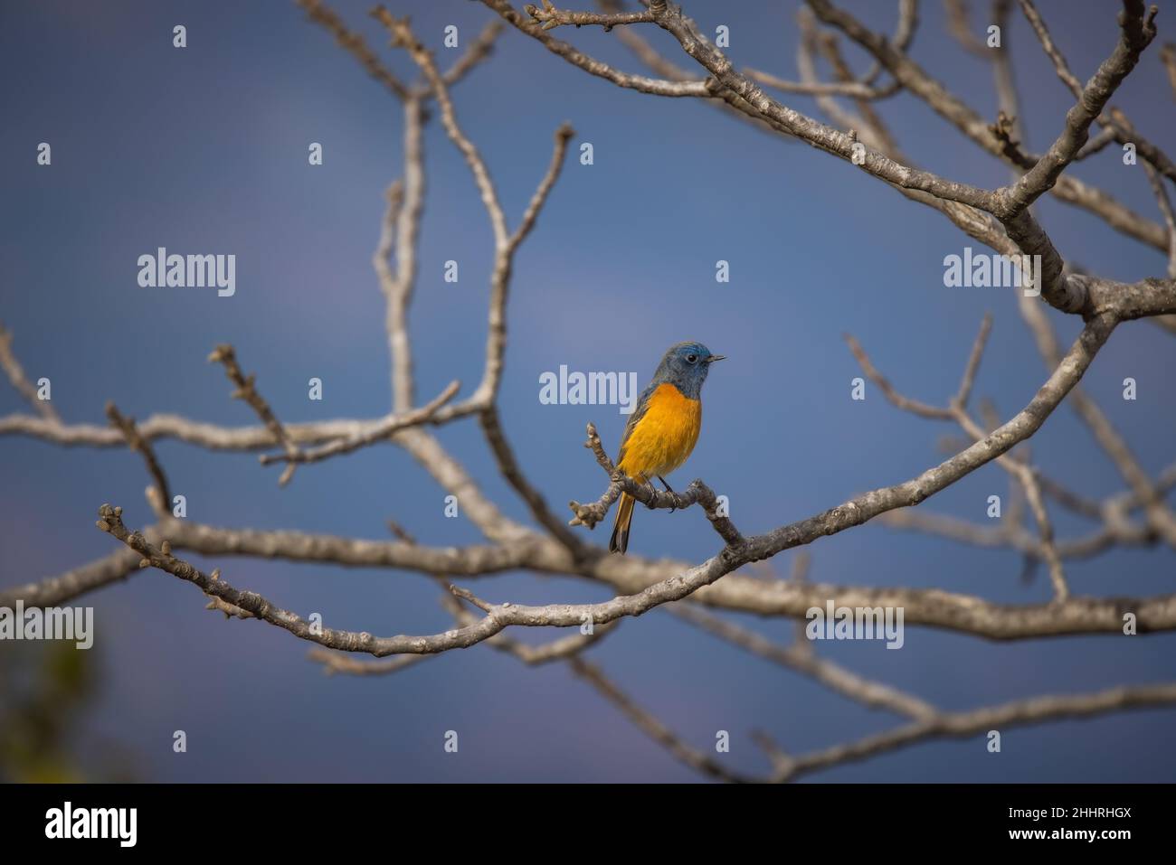 Blue Fronted Redstart, Phoenicurus frontalis, male, Uttarakhand, India ...