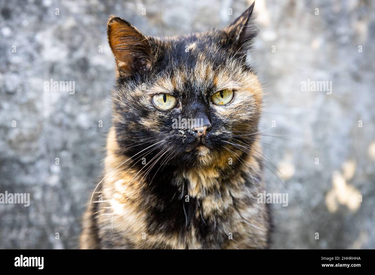 Cat intense look hi-res stock photography and images - Alamy